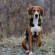 Hamilton Hound - Puppies, Rescue, Pictures, Information, Temperament ...