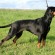 Polish Hunting Dog - Puppies, Rescue, Pictures, Information ...