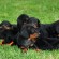 Polish Hunting Dog - Puppies, Rescue, Pictures, Information ...
