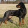 Polish Hunting Dog - Puppies, Rescue, Pictures, Information ...