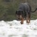 Polish Hunting Dog - Puppies, Rescue, Pictures, Information ...