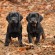 Polish Hunting Dog - Puppies, Rescue, Pictures, Information ...