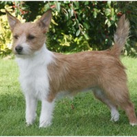 Portuguese Podengo - Puppies, Rescue, Pictures, Temperament ...