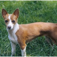 Portuguese Podengo - Puppies, Rescue, Pictures, Temperament ...