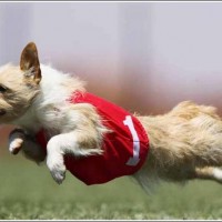 Portuguese Podengo - Puppies, Rescue, Pictures, Temperament ...