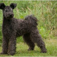 Pumi - Puppies, Rescue, Pictures, Temperament, Characteristics, Price ...
