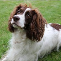French Spaniel - Breeders, Facts, Pictures, Puppies, Rescue ...
