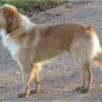 English Shepherd - Puppies, Facts, Pictures, Breeders, Temperament ...