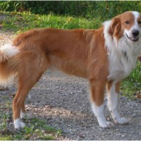 English Shepherd - Puppies, Facts, Pictures, Breeders, Temperament ...