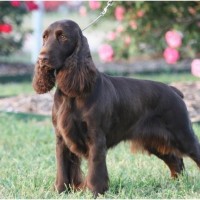 Field Spaniel - Facts For Kids, Pictures, Breeders, Puppies ...
