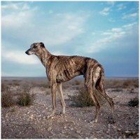 Africanis (Dog) - Facts, Pictures, Puppies, Breeders, Lifespan ...