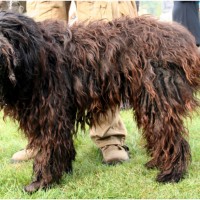 Bergamasco - Puppies , Facts, Pictures, Price, Grooming, Breeders ...