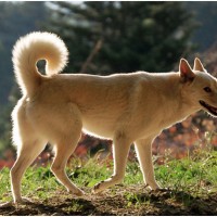 Canaan Dog - Breeders, Puppies, Facts, Pictures, Temperament, Price ...