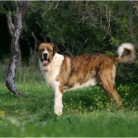 Rafeiro do Alentejo - Facts, Pictures, Breeders, Temperament, Puppies ...