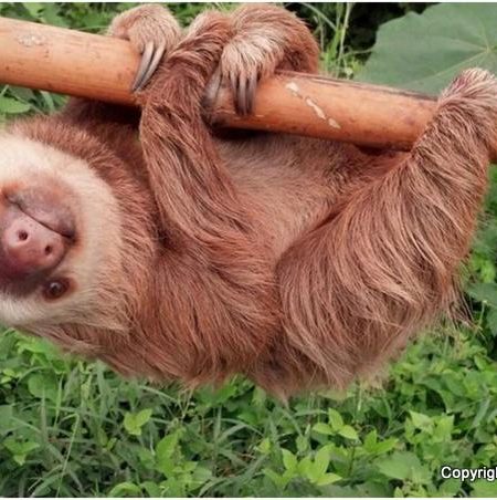 Sloth - Facts, Pictures, Information, Behaviour, Lifespan, Lifecycle ...