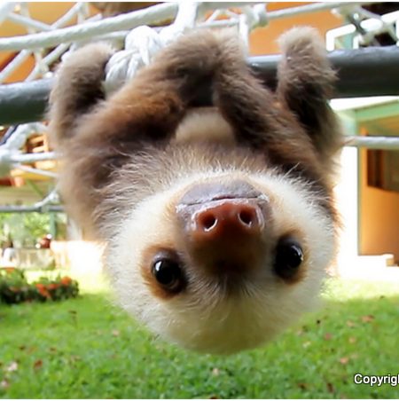 Sloth - Facts, Pictures, Information, Behaviour, Lifespan, Lifecycle ...