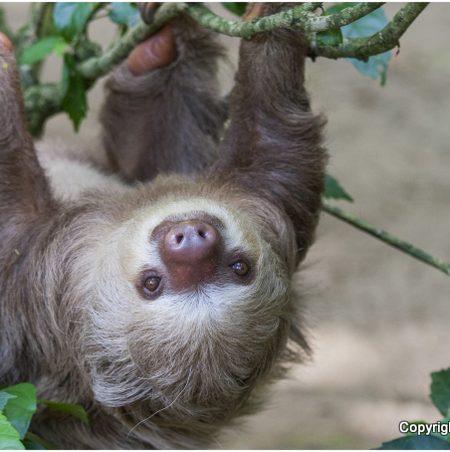 Sloth - Facts, Pictures, Information, Behaviour, Lifespan, Lifecycle ...