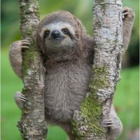 Sloth - Facts, Pictures, Information, Behaviour, Lifespan, Lifecycle ...