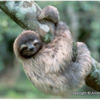 Sloth - Facts, Pictures, Information, Behaviour, Lifespan, Lifecycle ...