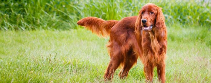 Irish Setter - Temperament, Puppies, Facts, Pictures, Price ...