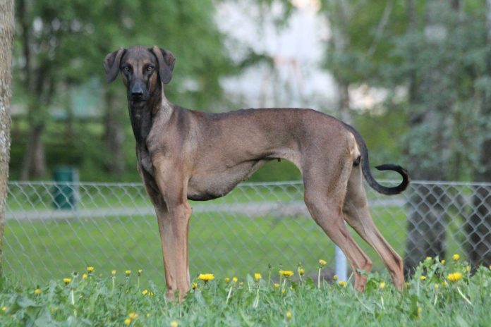 Sloughi - Puppies, Breeders, Facts, Pictures, Temperament, Information ...